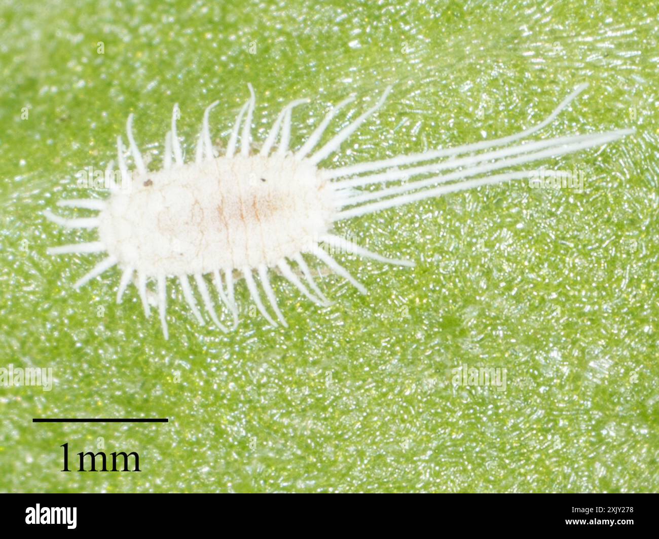 long-tailed mealybug (Pseudococcus longispinus) Insecta Stock Photo - Alamy