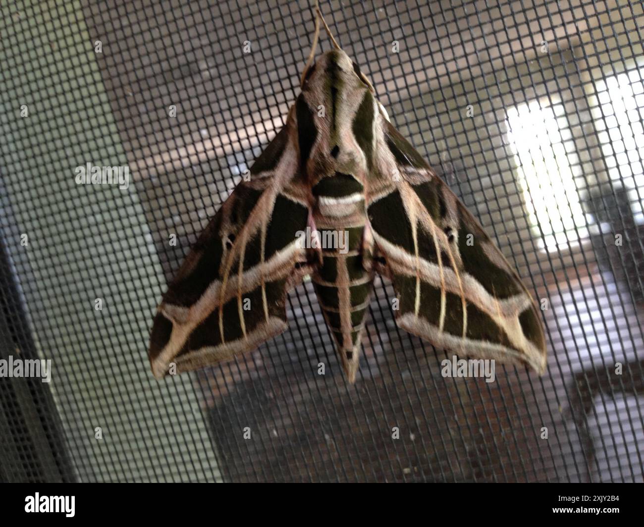 Vine sphinx eumorpha vitis hi-res stock photography and images - Alamy