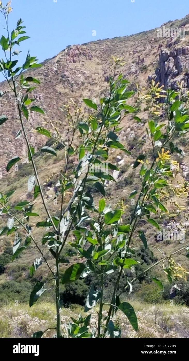 tree tobacco (Nicotiana glauca) Plantae Stock Photo - Alamy