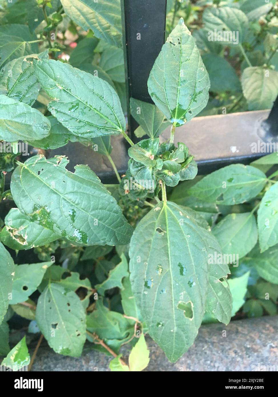 Acalypha australis hi-res stock photography and images - Alamy