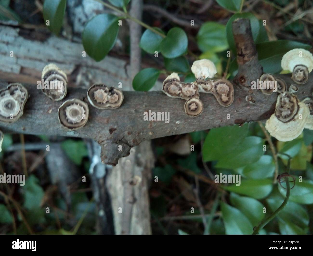 little nest polypore (Trametes conchifer) Fungi Stock Photo - Alamy
