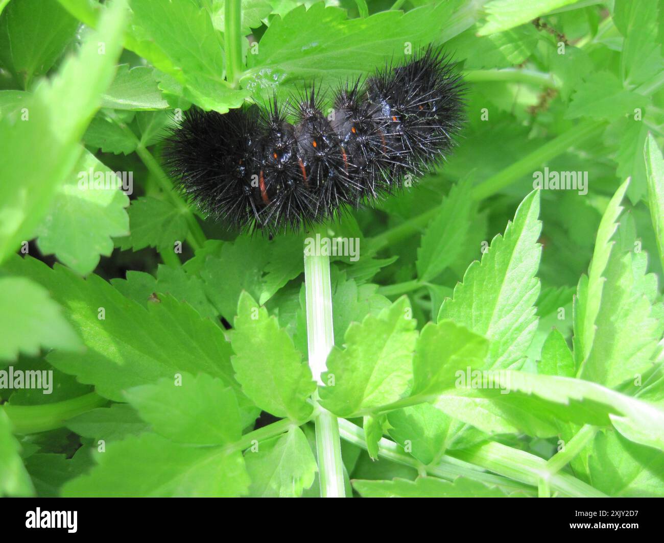 Giant Leopard Moth (Hypercompe scribonia) Insecta Stock Photo - Alamy