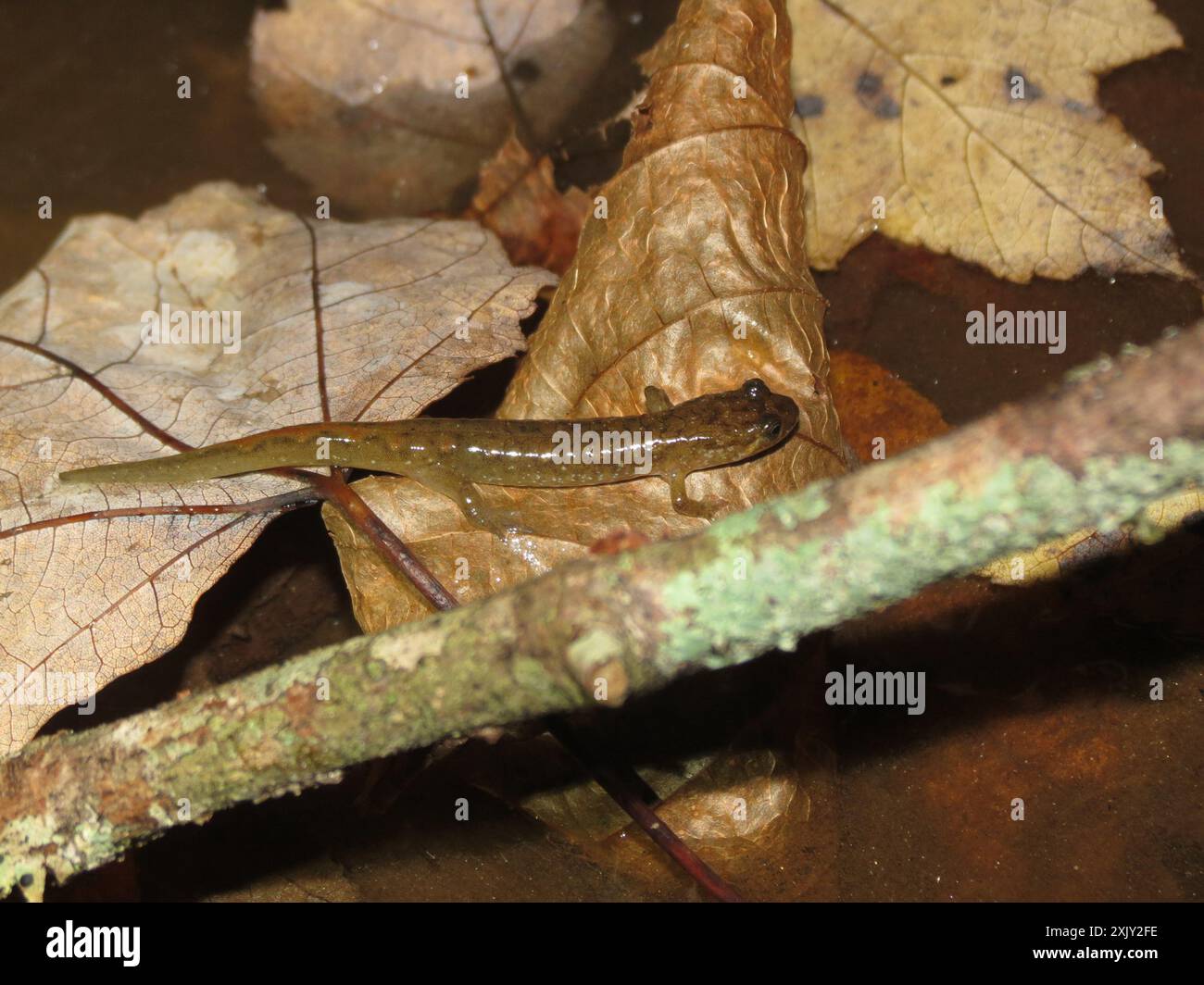 Seal Salamander (Desmognathus monticola) Amphibia Stock Photo - Alamy