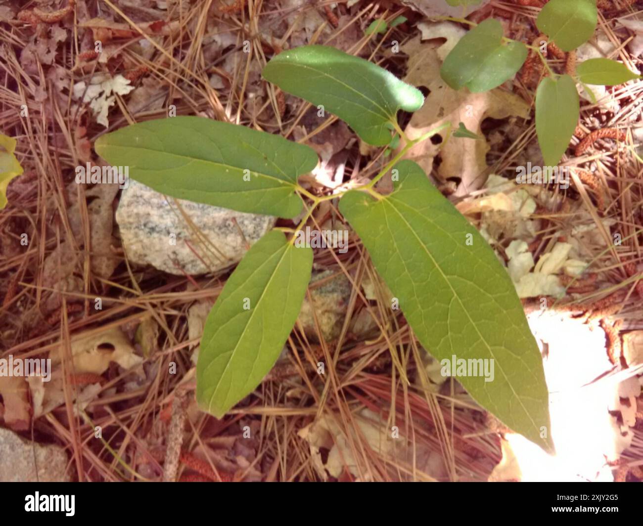 Virginia snakeroot (Aristolochia serpentaria) Plantae Stock Photo - Alamy
