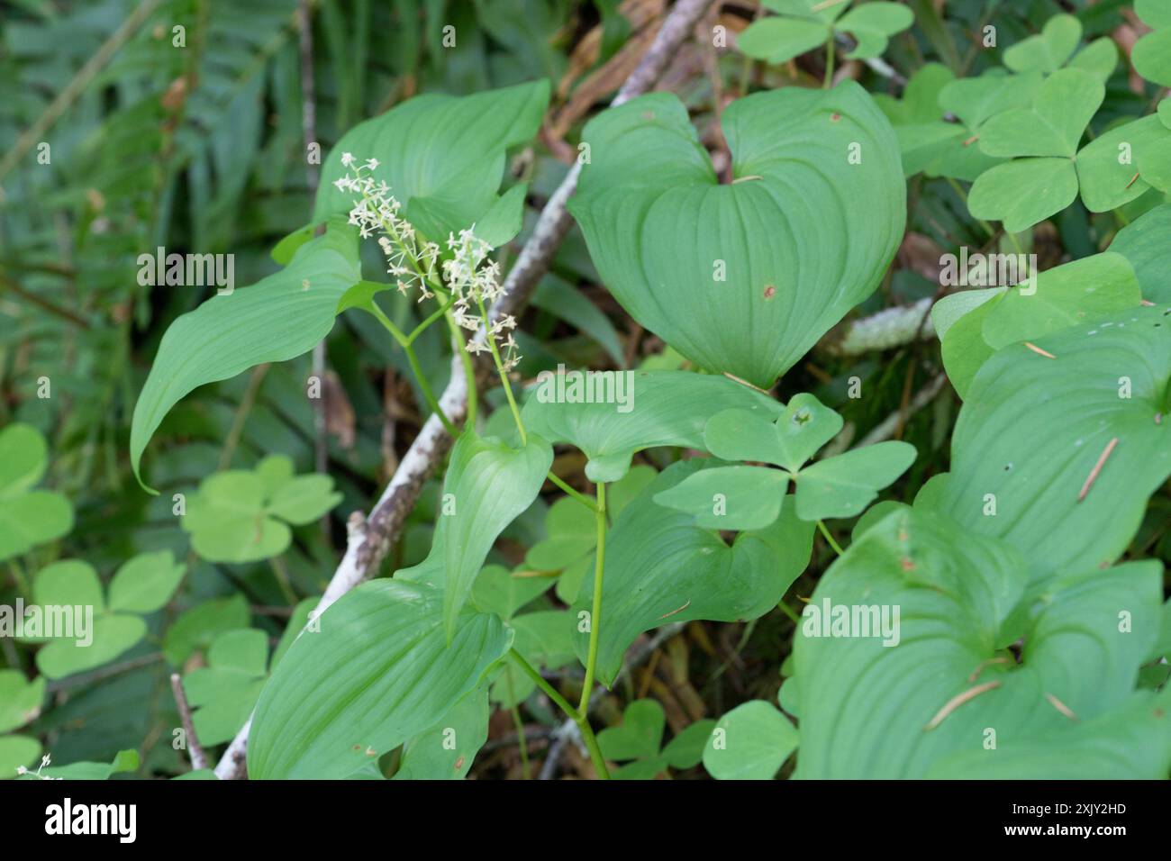 Western Lily of the Valley (Maianthemum dilatatum) Plantae Stock Photo ...