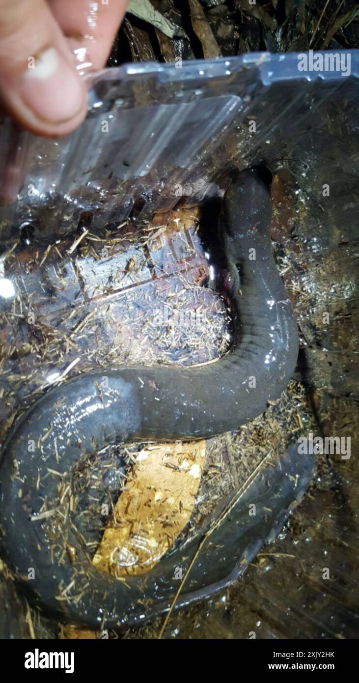 Western Lesser Siren (Siren nettingi) Amphibia Stock Photo - Alamy