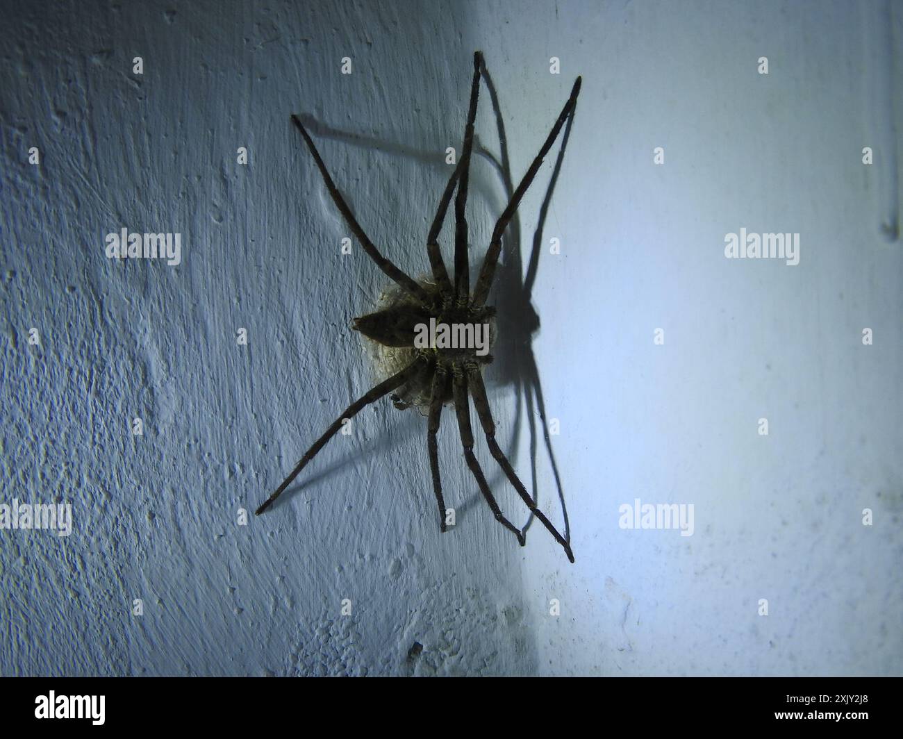 Pantropical Huntsman Spider (Heteropoda venatoria) Arachnida Stock ...