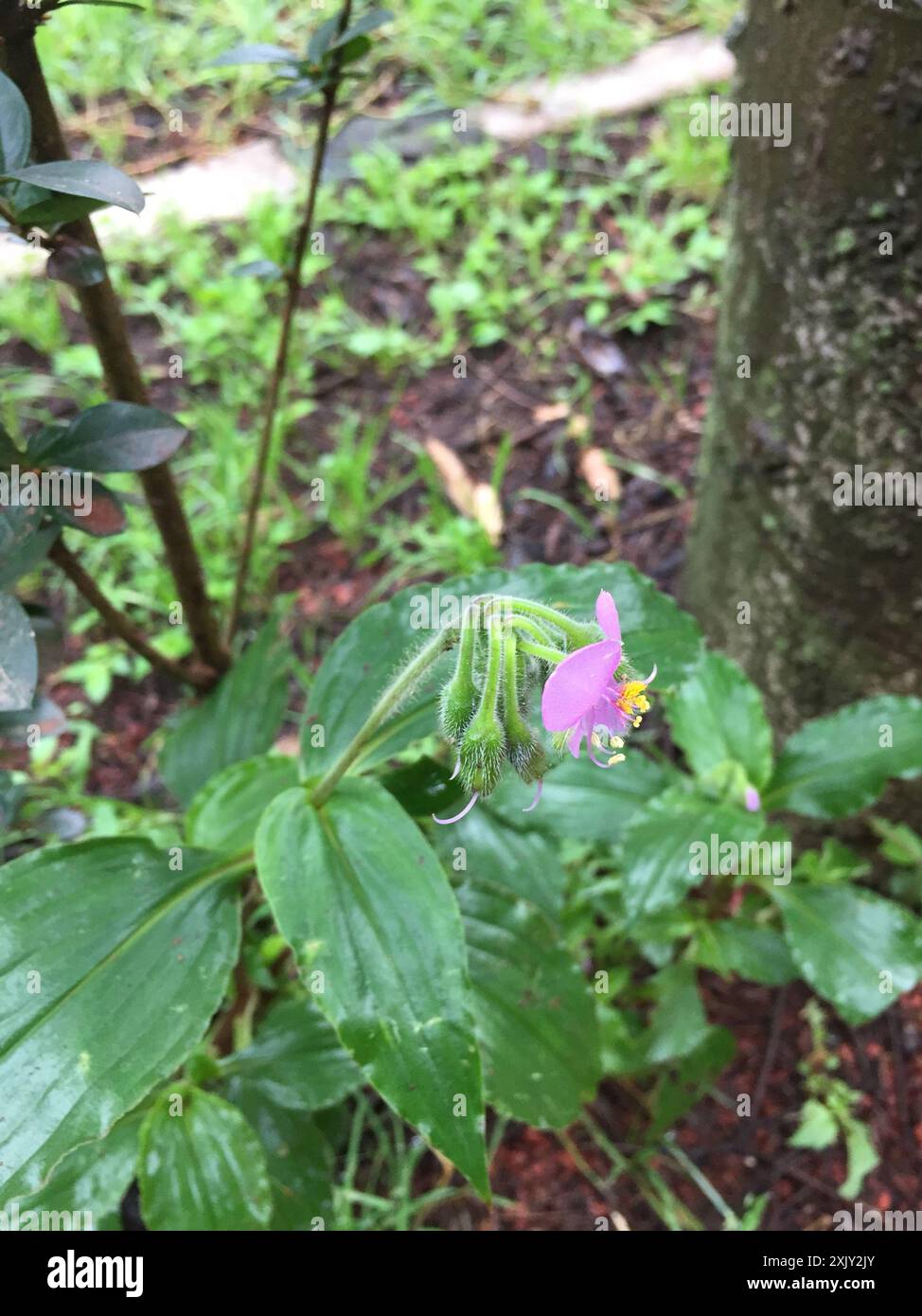 Tinantia erecta hi-res stock photography and images - Alamy