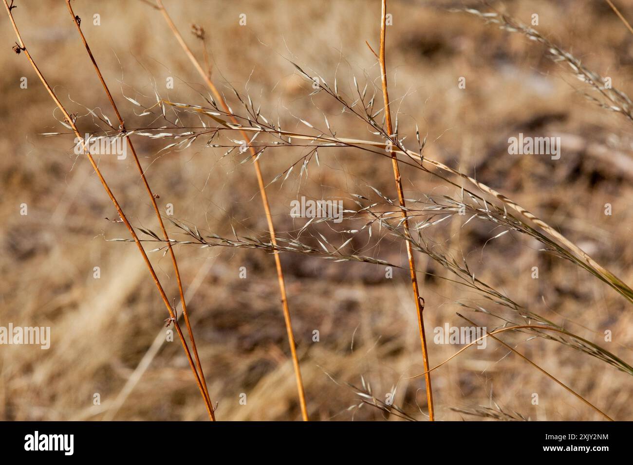 mountain muhly (Muhlenbergia montana) Plantae Stock Photo - Alamy