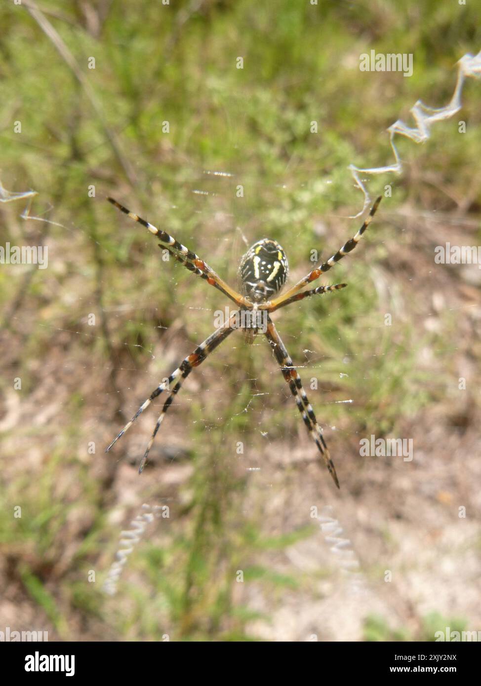 Florida Garden Spider (Argiope florida) Arachnida Stock Photo - Alamy