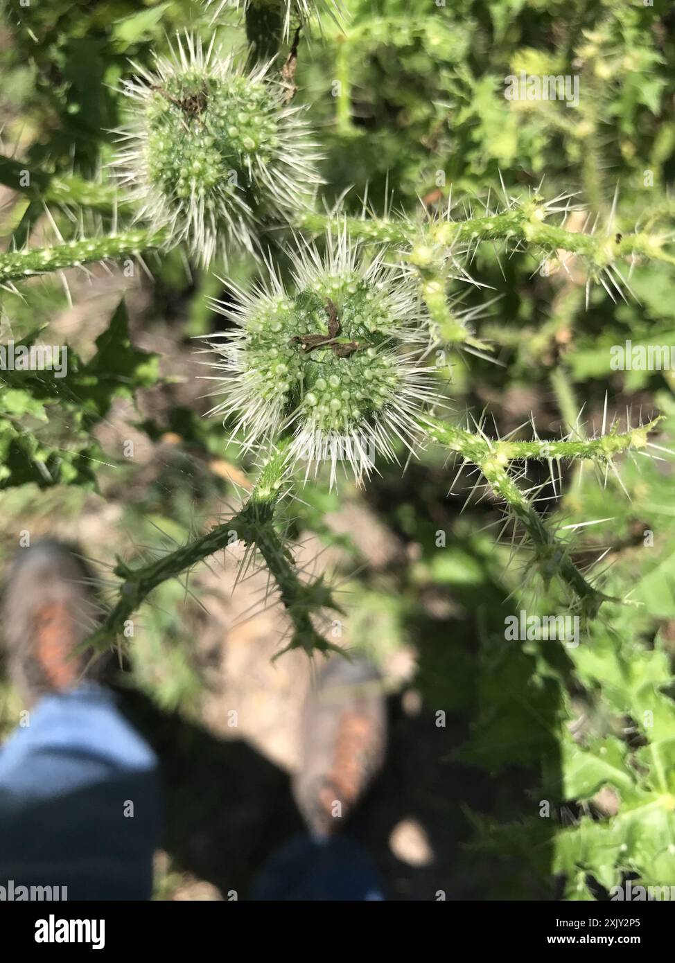 Texas Bull Nettle (Cnidoscolus texanus) Plantae Stock Photo - Alamy
