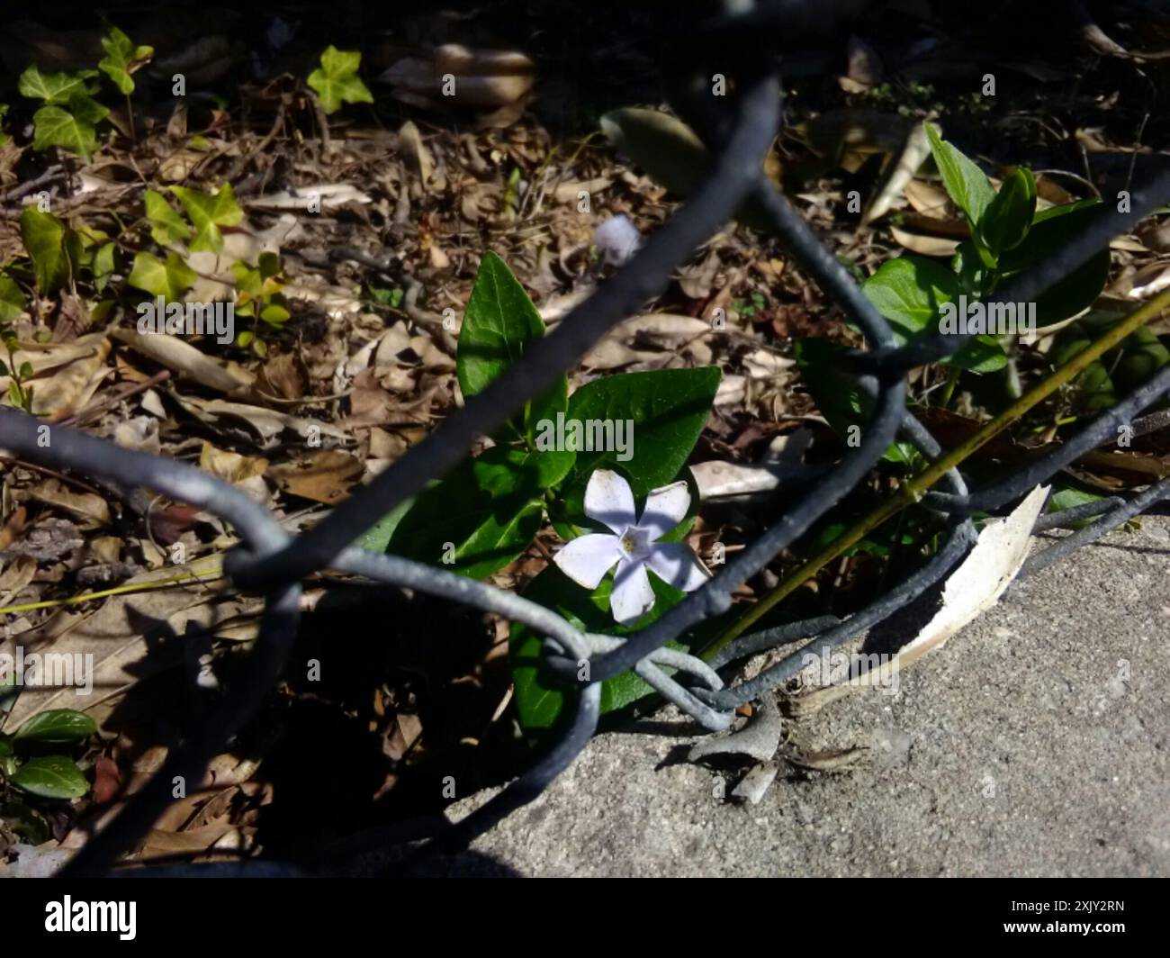 greater periwinkle (Vinca major) Plantae Stock Photo - Alamy
