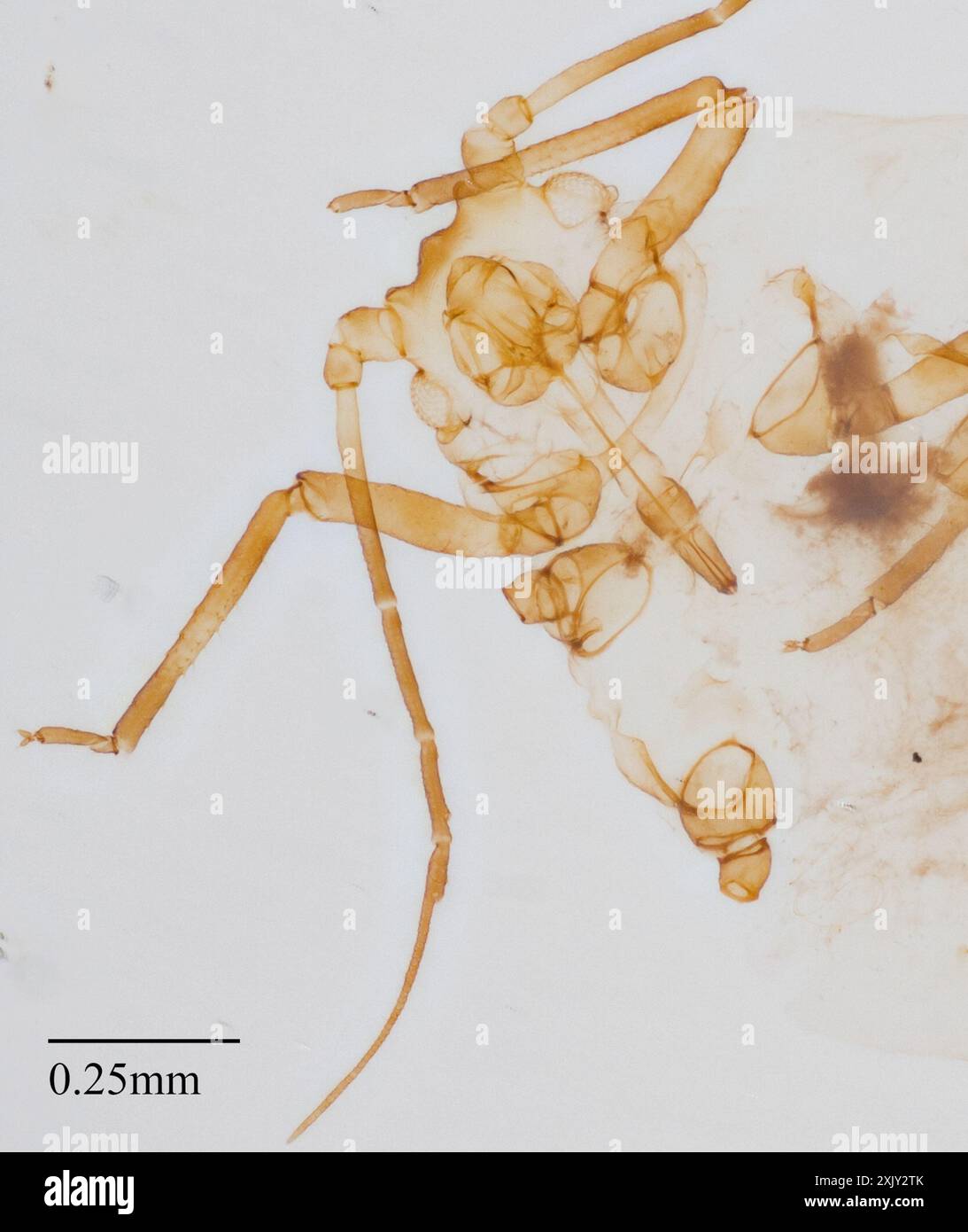 Bird Cherry-oat Aphid (Rhopalosiphum padi) Insecta Stock Photo - Alamy