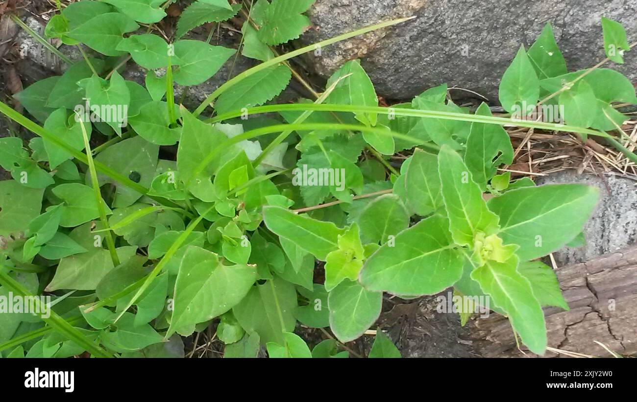 Wild Four o'Clock (Mirabilis nyctaginea) Plantae Stock Photo - Alamy