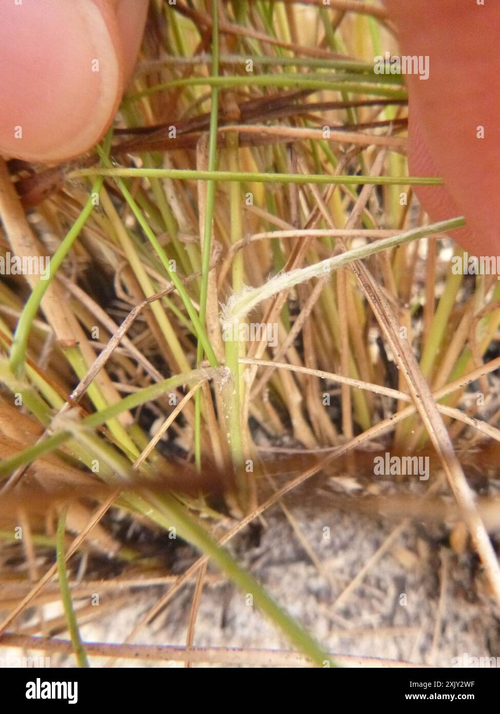Southern Wiregrass (Aristida beyrichiana) Plantae Stock Photo - Alamy