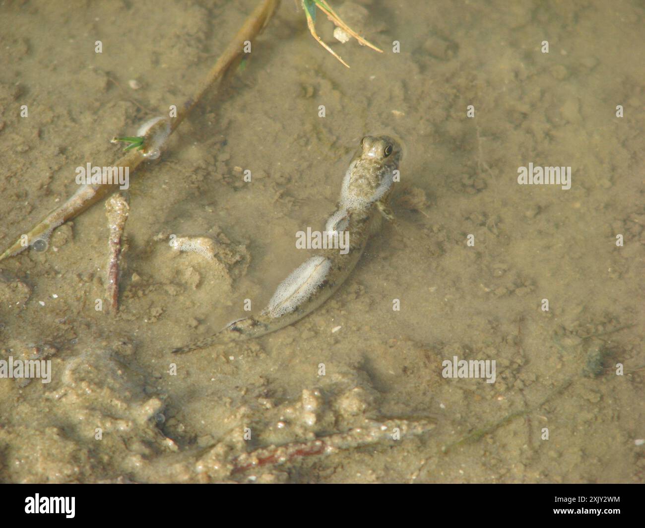 Atlantic Mudskipper (Periophthalmus barbarus) Actinopterygii Stock ...