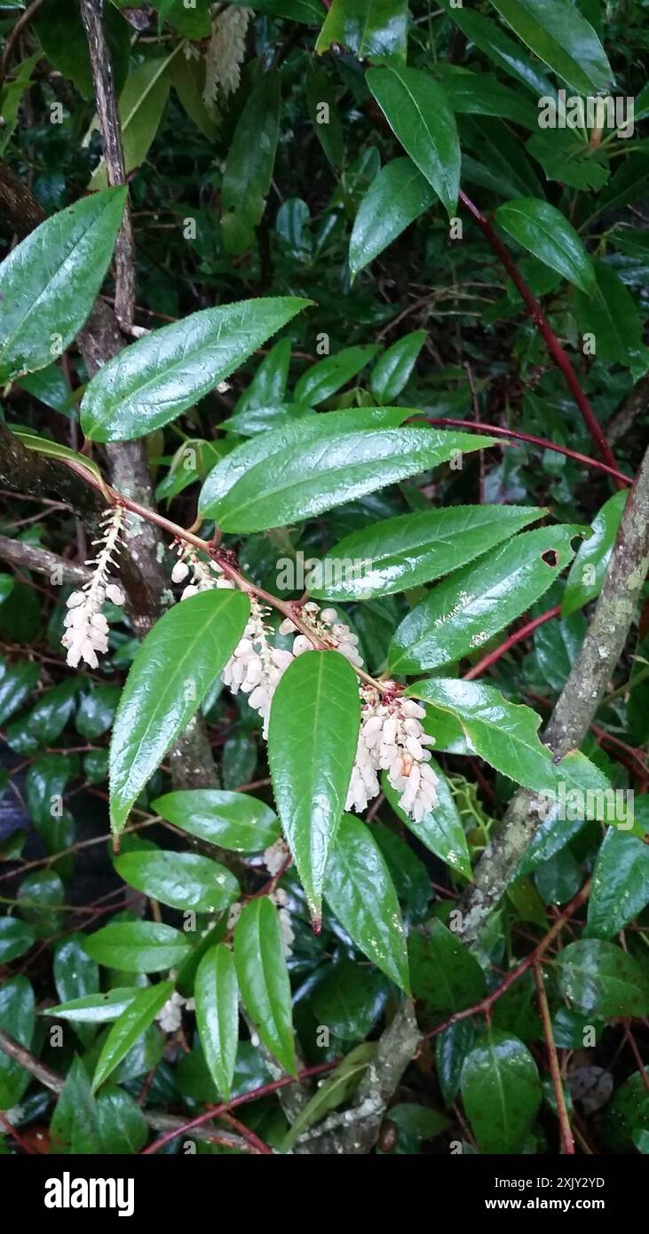 mountain doghobble (Leucothoe fontanesiana) Plantae Stock Photo - Alamy