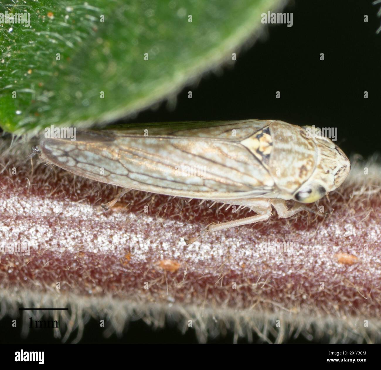 Willow Leafhopper (Graphocephala confluens) Insecta Stock Photo - Alamy