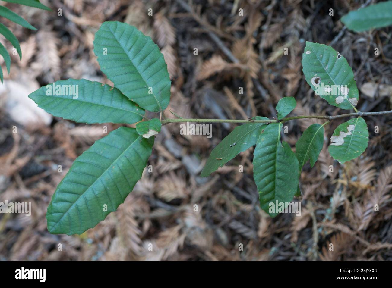 Tanoak (Notholithocarpus densiflorus) Plantae Stock Photo - Alamy