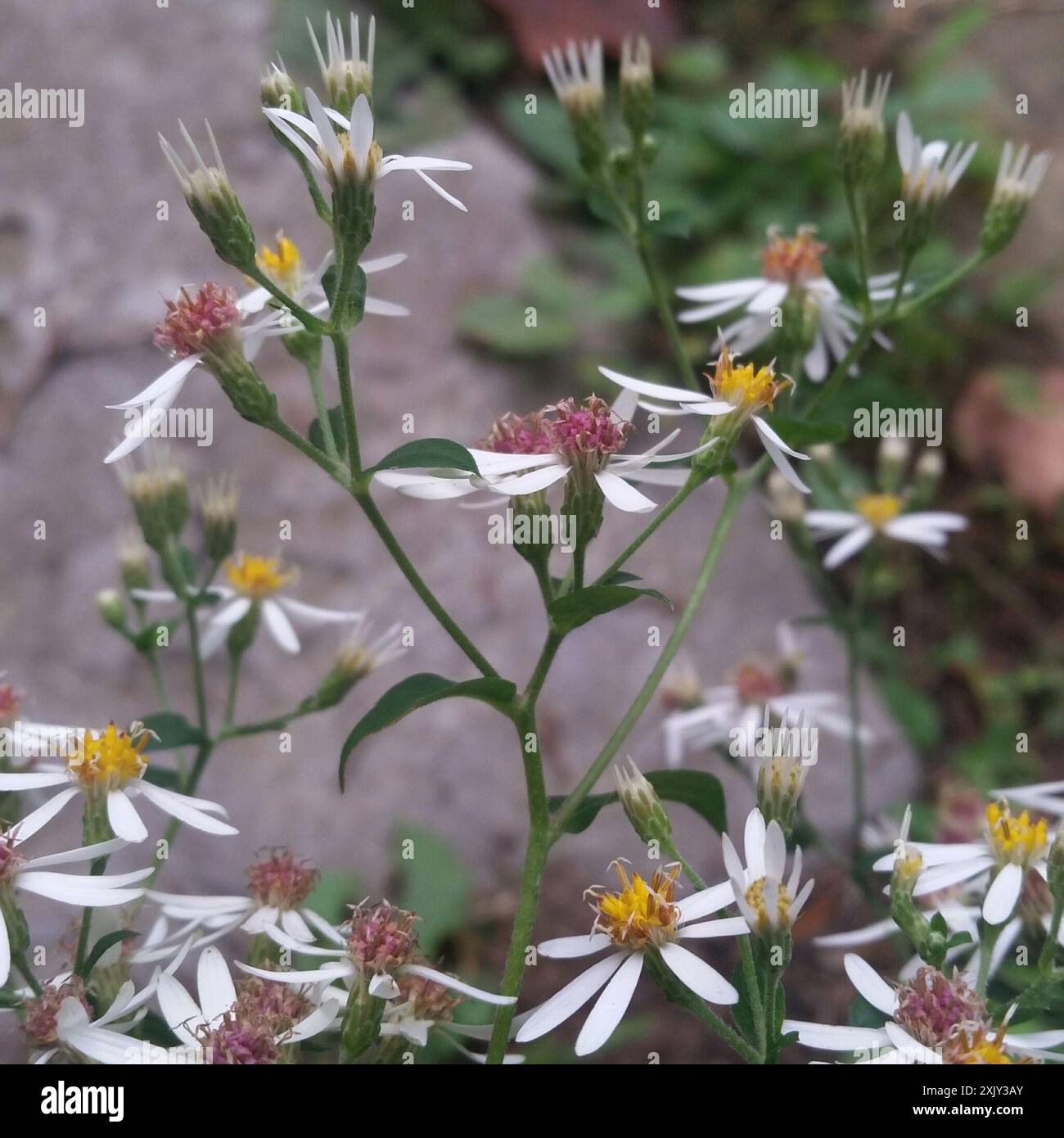 White Wood Aster (Eurybia divaricata) Plantae Stock Photo - Alamy