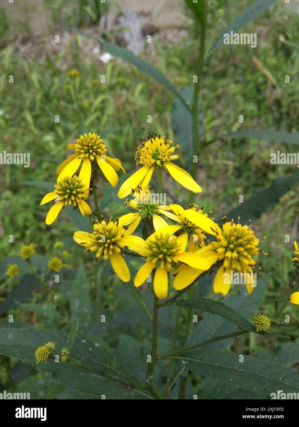 Wingstem (Verbesina alternifolia) Plantae Stock Photo - Alamy