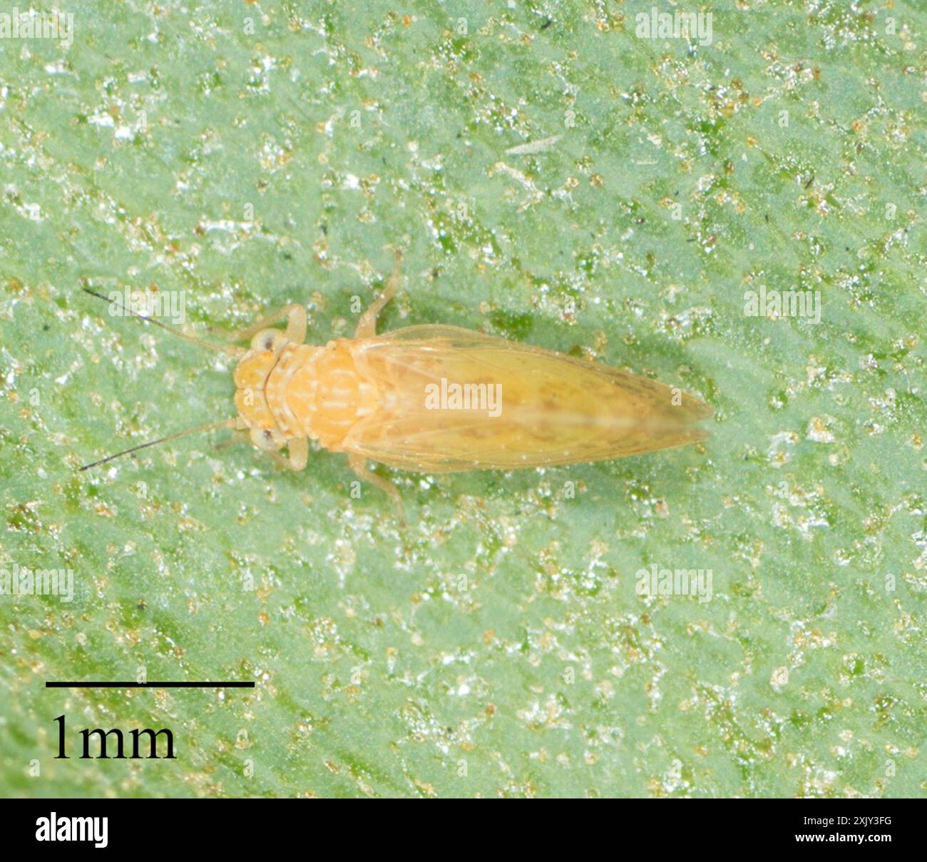 Acacia Psyllid (Acizzia uncatoides) Insecta Stock Photo - Alamy