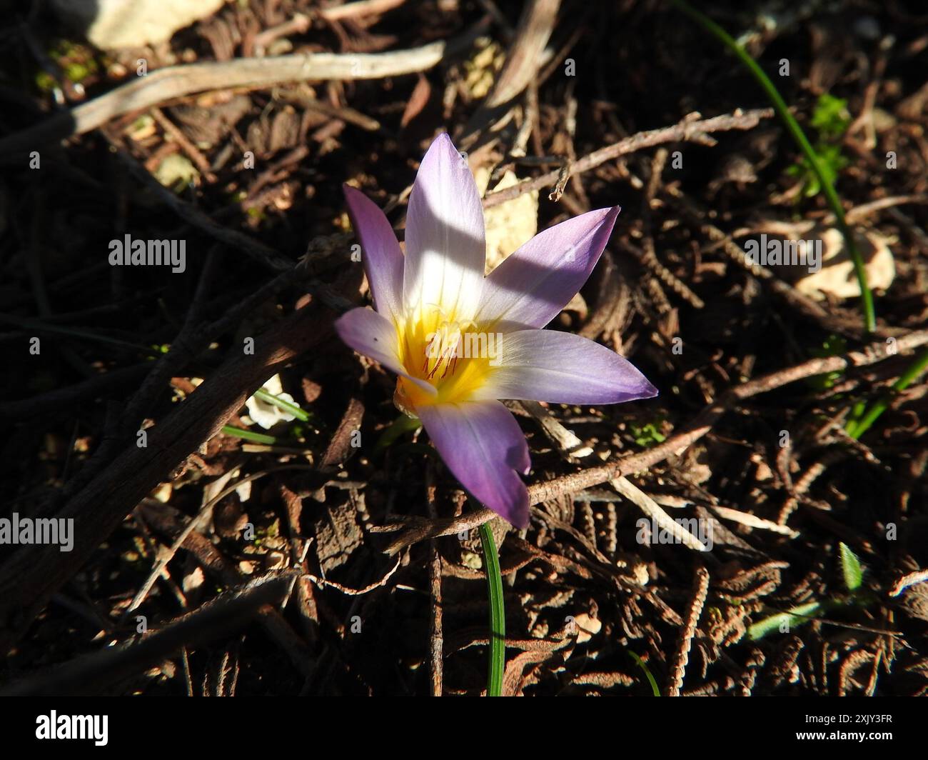 Crocus-leaved romulea (Romulea bulbocodium) Plantae Stock Photo - Alamy