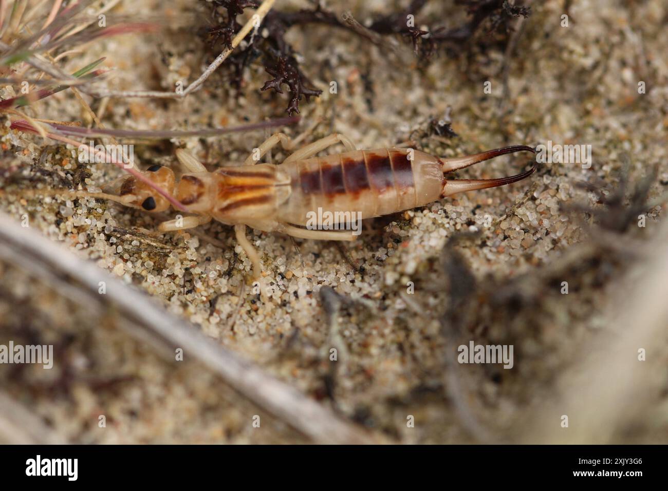 Shore Earwig (Labidura riparia) Insecta Stock Photo - Alamy