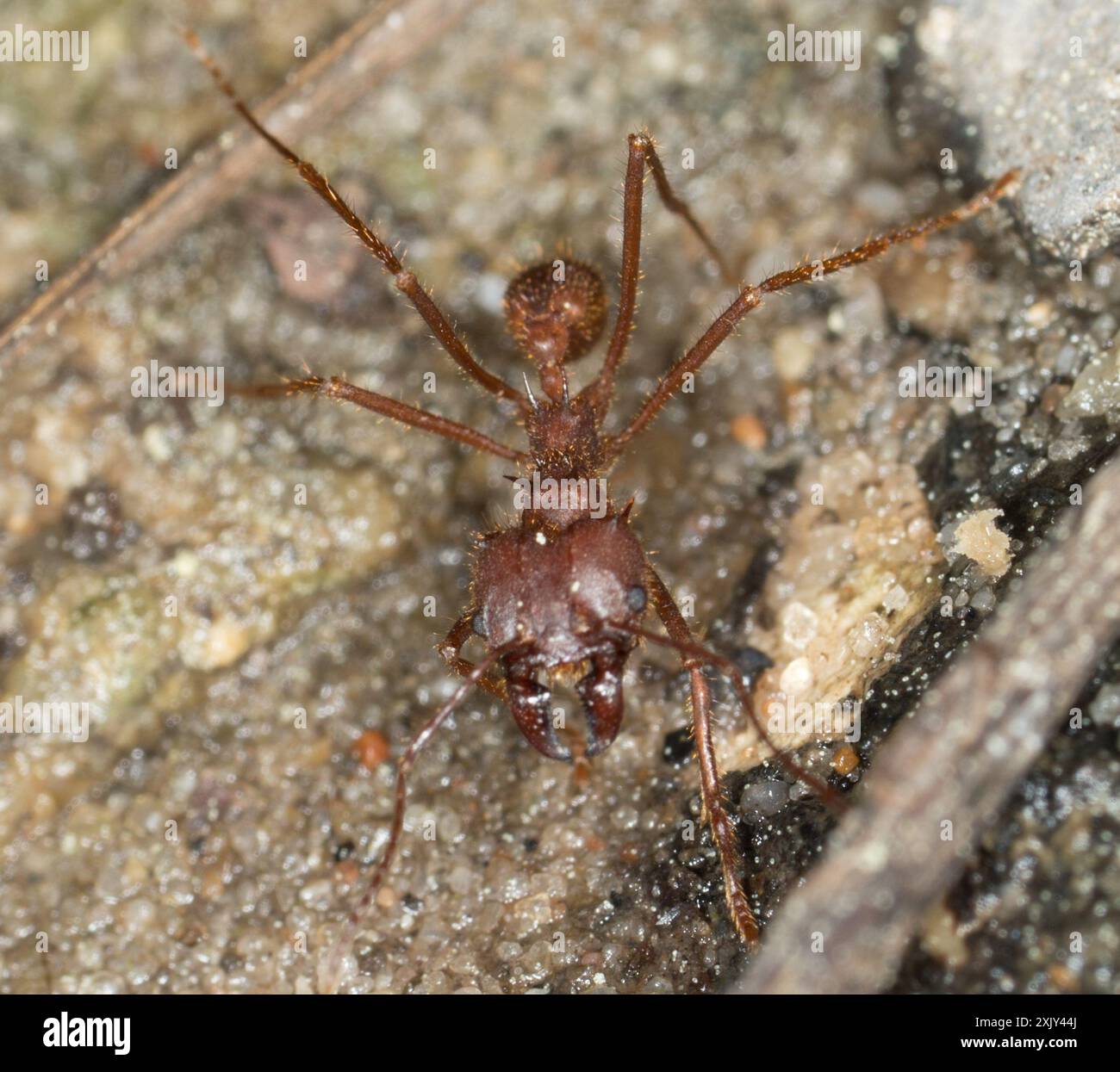 Texas leafcutter ant hi-res stock photography and images - Alamy