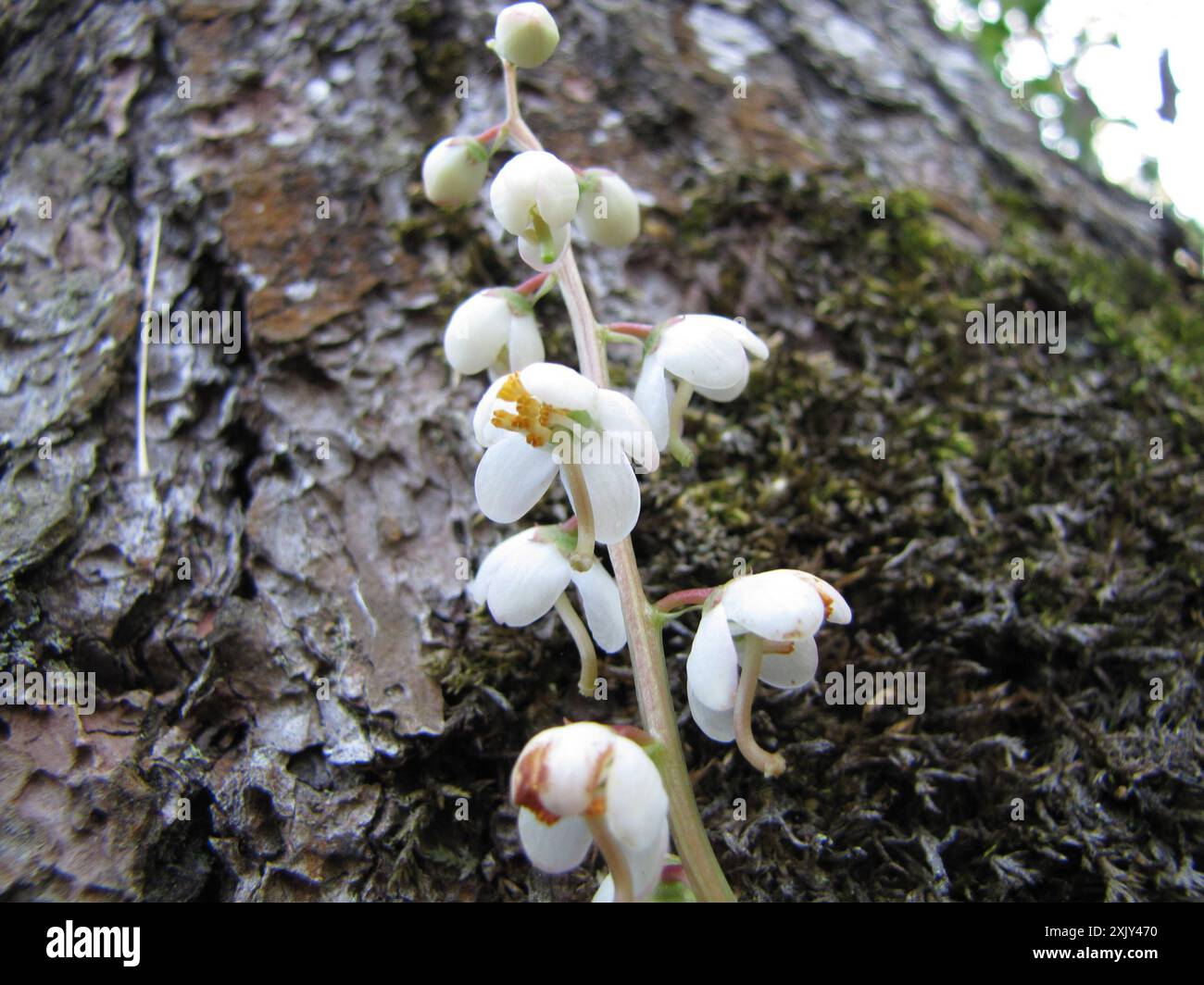 shinleaf (Pyrola elliptica) Plantae Stock Photo - Alamy
