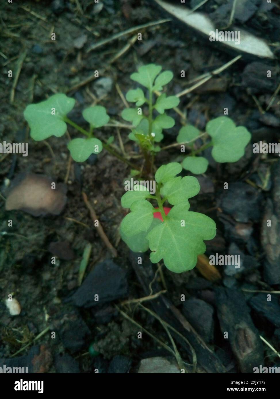 Nursery bittercress (Cardamine occulta) Plantae Stock Photo - Alamy
