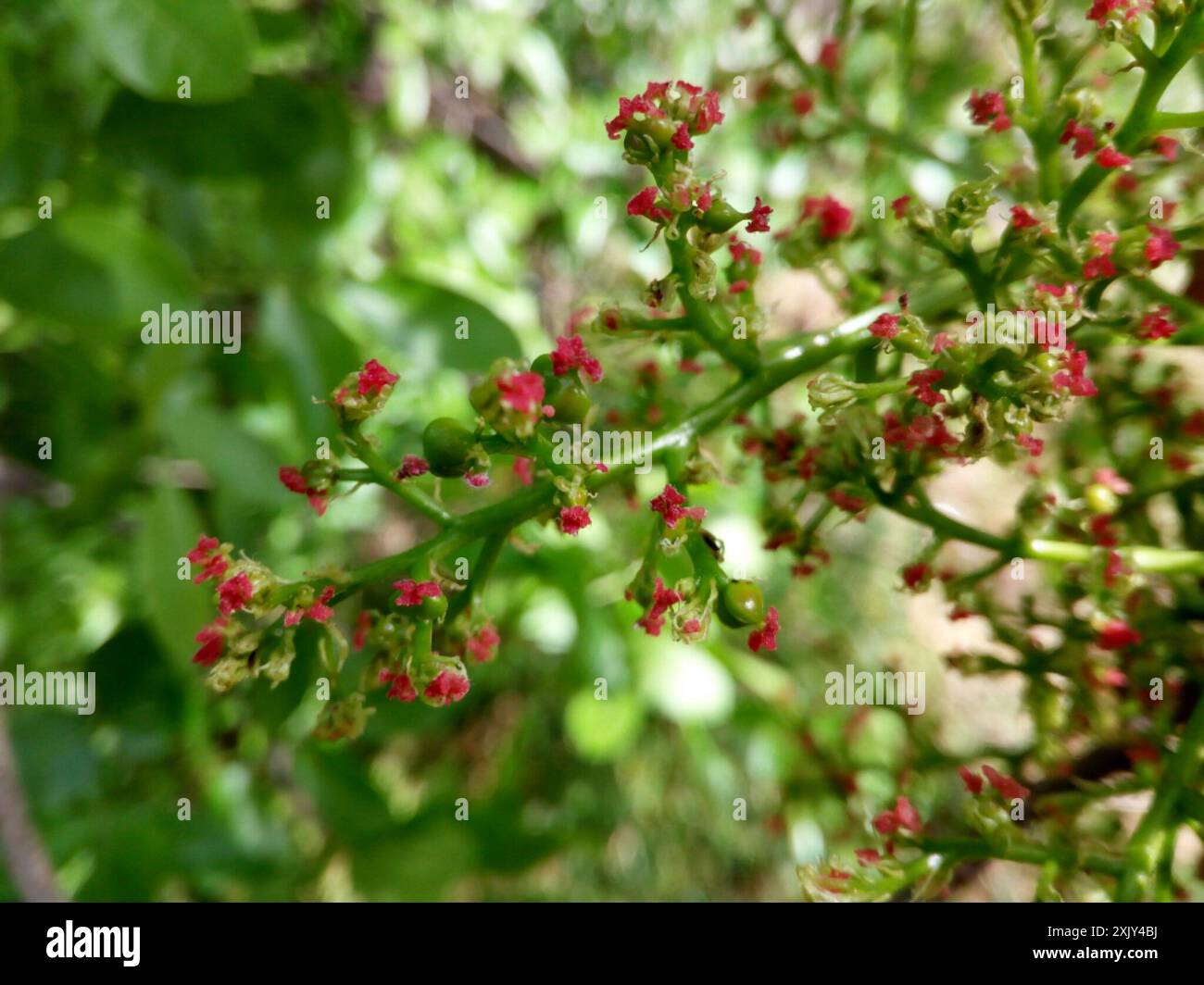 flowering plants (Angiospermae) Plantae Stock Photo - Alamy