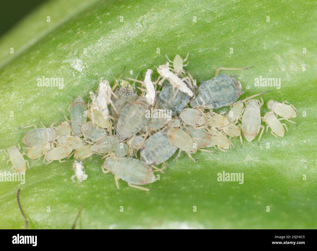 Bird Cherry-oat Aphid (Rhopalosiphum padi) Insecta Stock Photo - Alamy