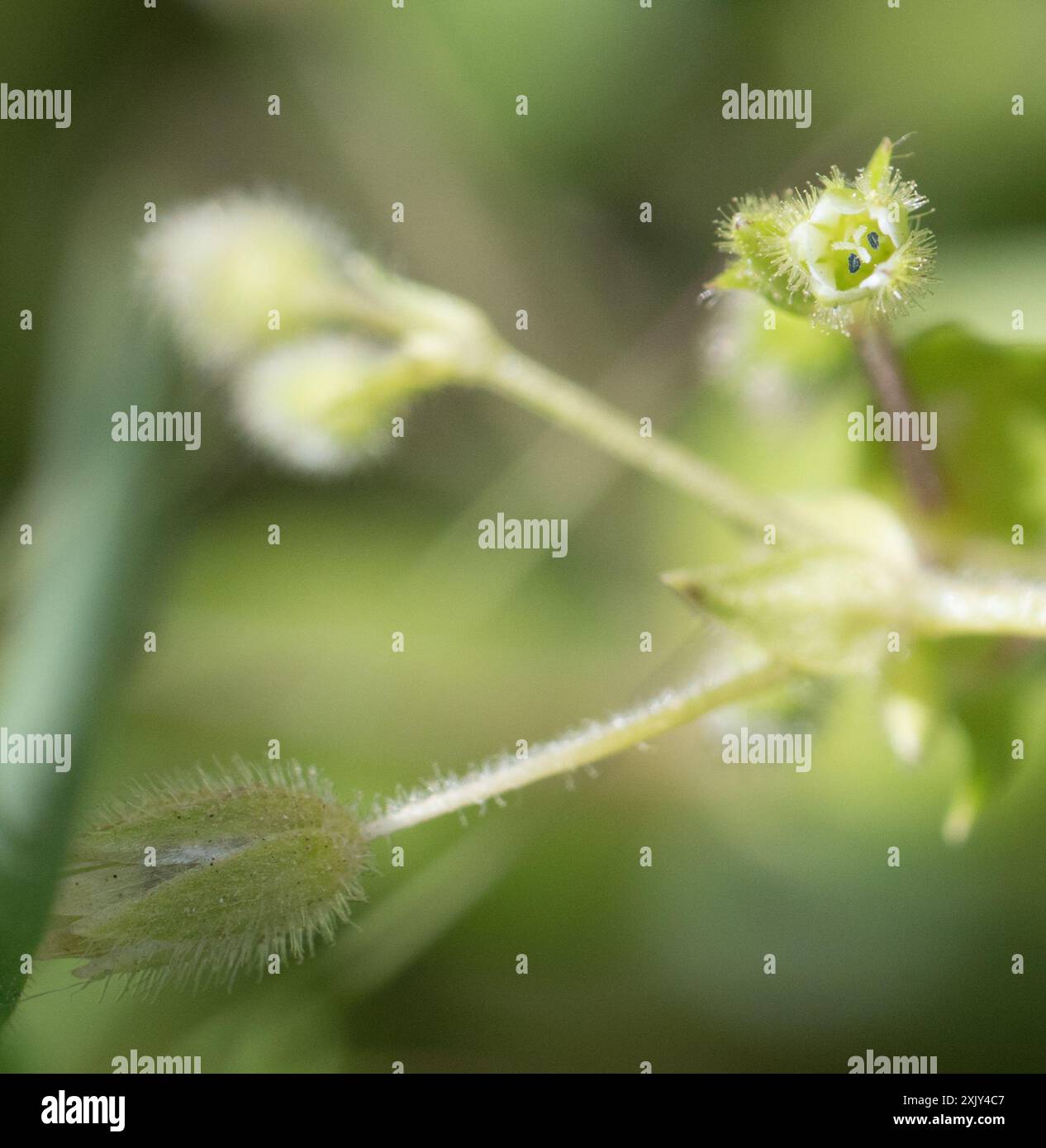 chickweeds (Stellaria) Plantae Stock Photo - Alamy