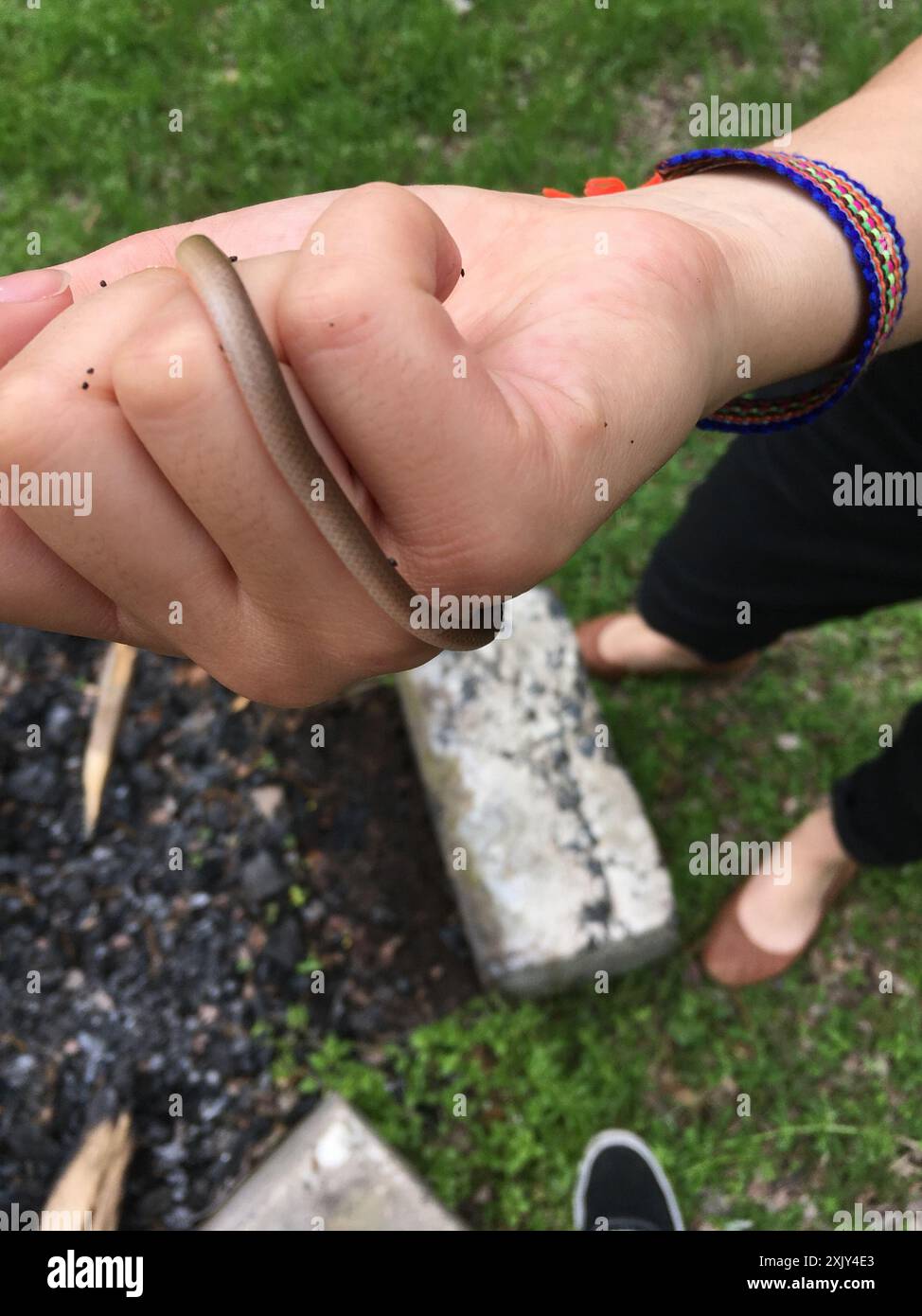 Tantilla snake hi-res stock photography and images - Alamy