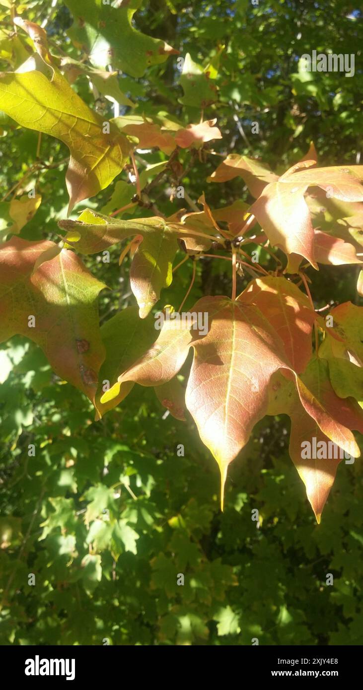 bigtooth maple (Acer grandidentatum) Plantae Stock Photo - Alamy