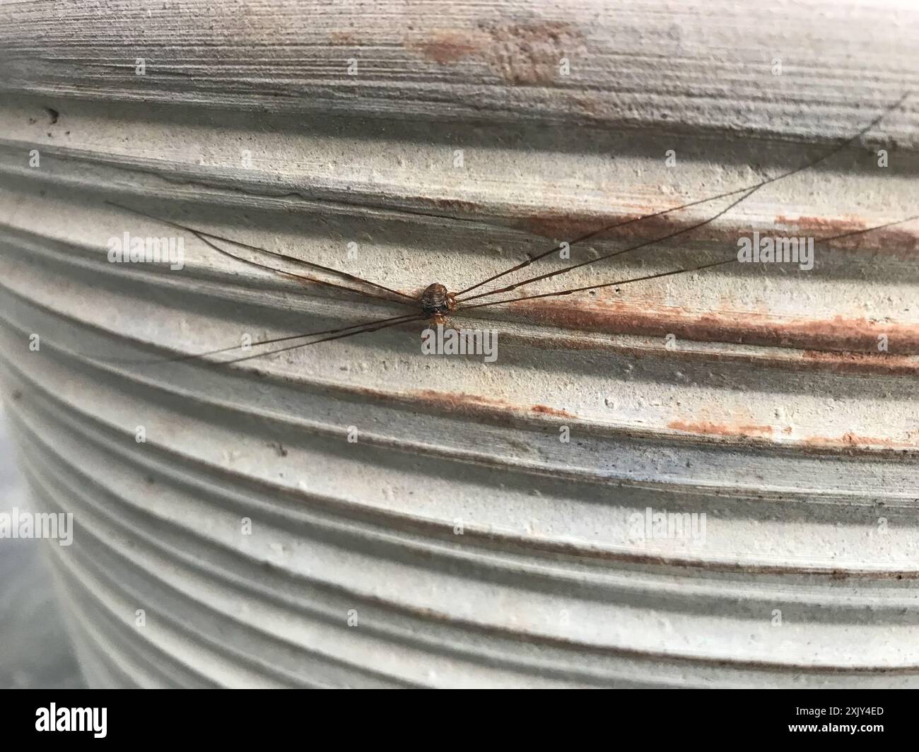 Fork palped harvestman hi-res stock photography and images - Alamy