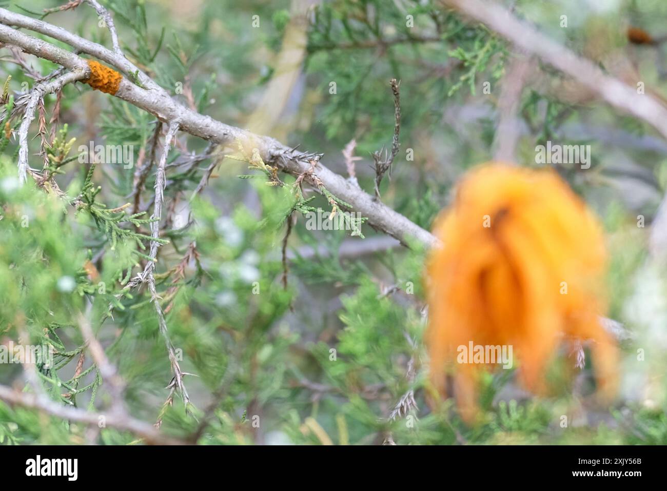 quince rust (Gymnosporangium clavipes) Fungi Stock Photo - Alamy