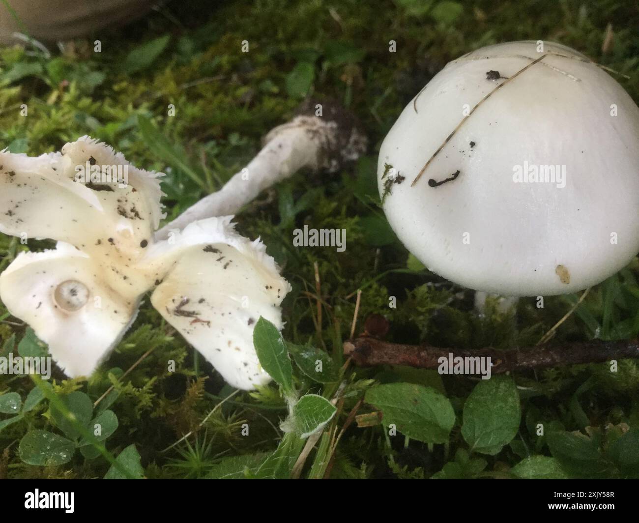 Eastern North American Destroying Angel (Amanita bisporigera) Fungi ...