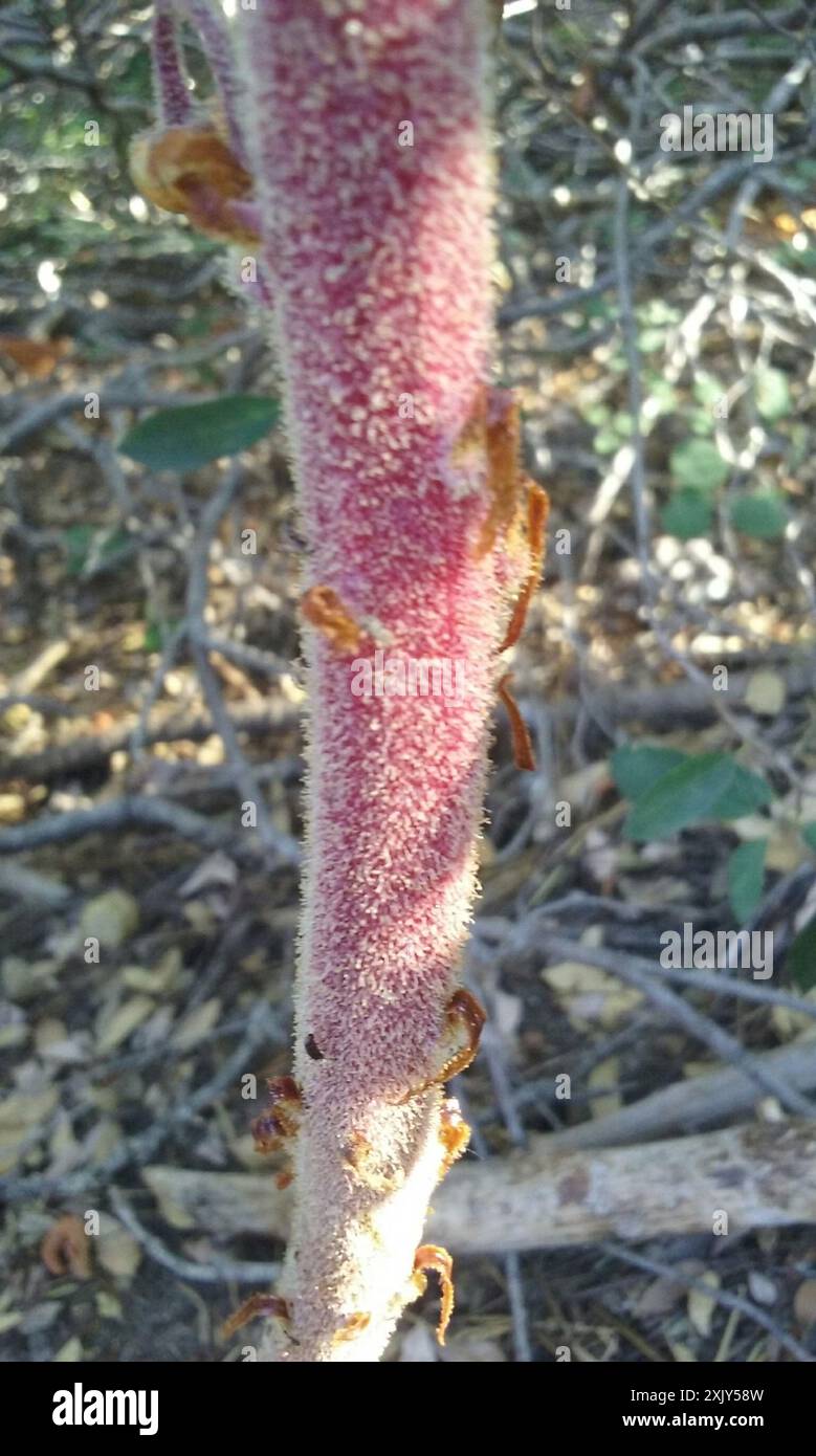 woodland pinedrops (Pterospora andromedea) Plantae Stock Photo - Alamy