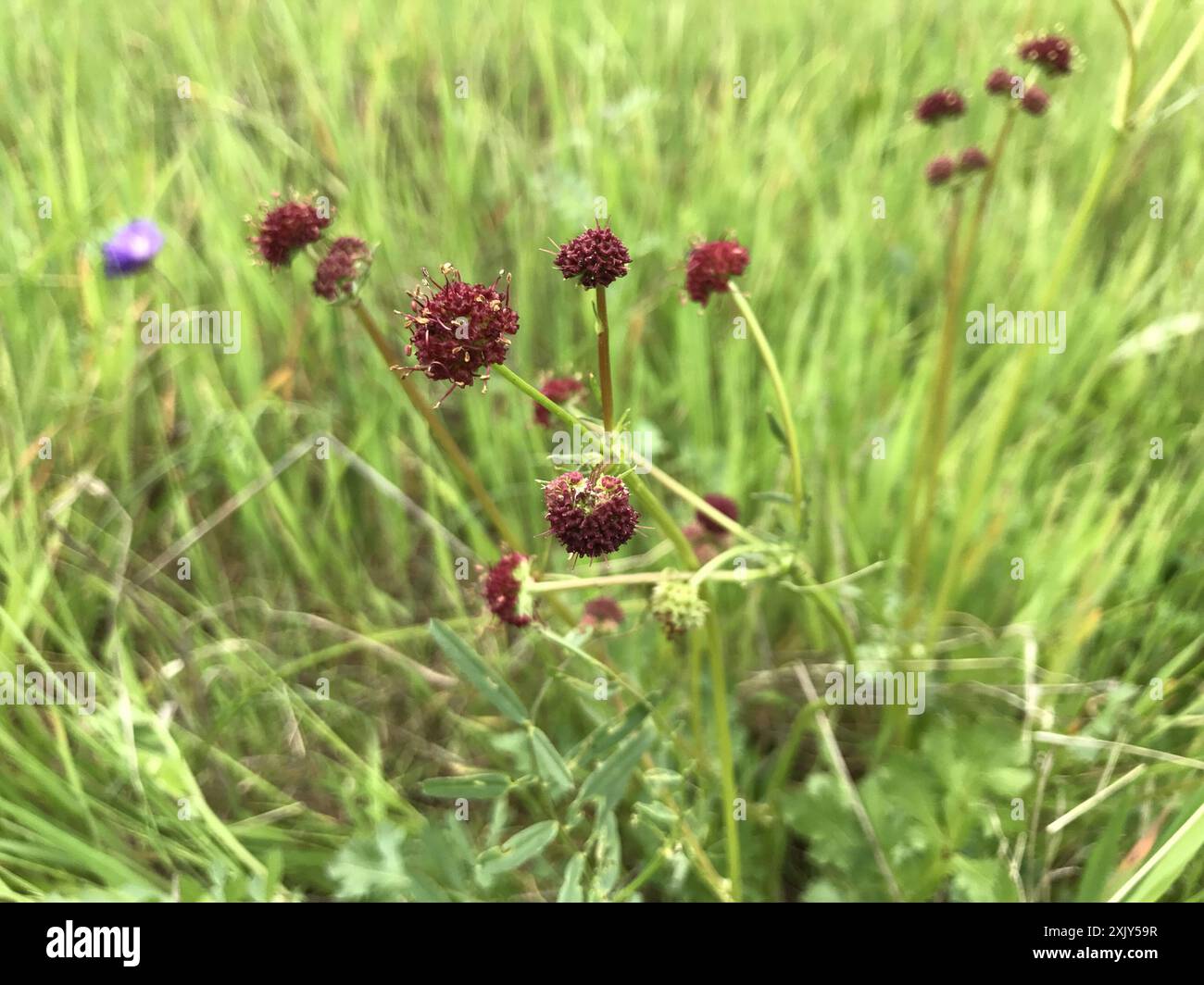 Purple Sanicle (Sanicula bipinnatifida) Plantae Stock Photo - Alamy