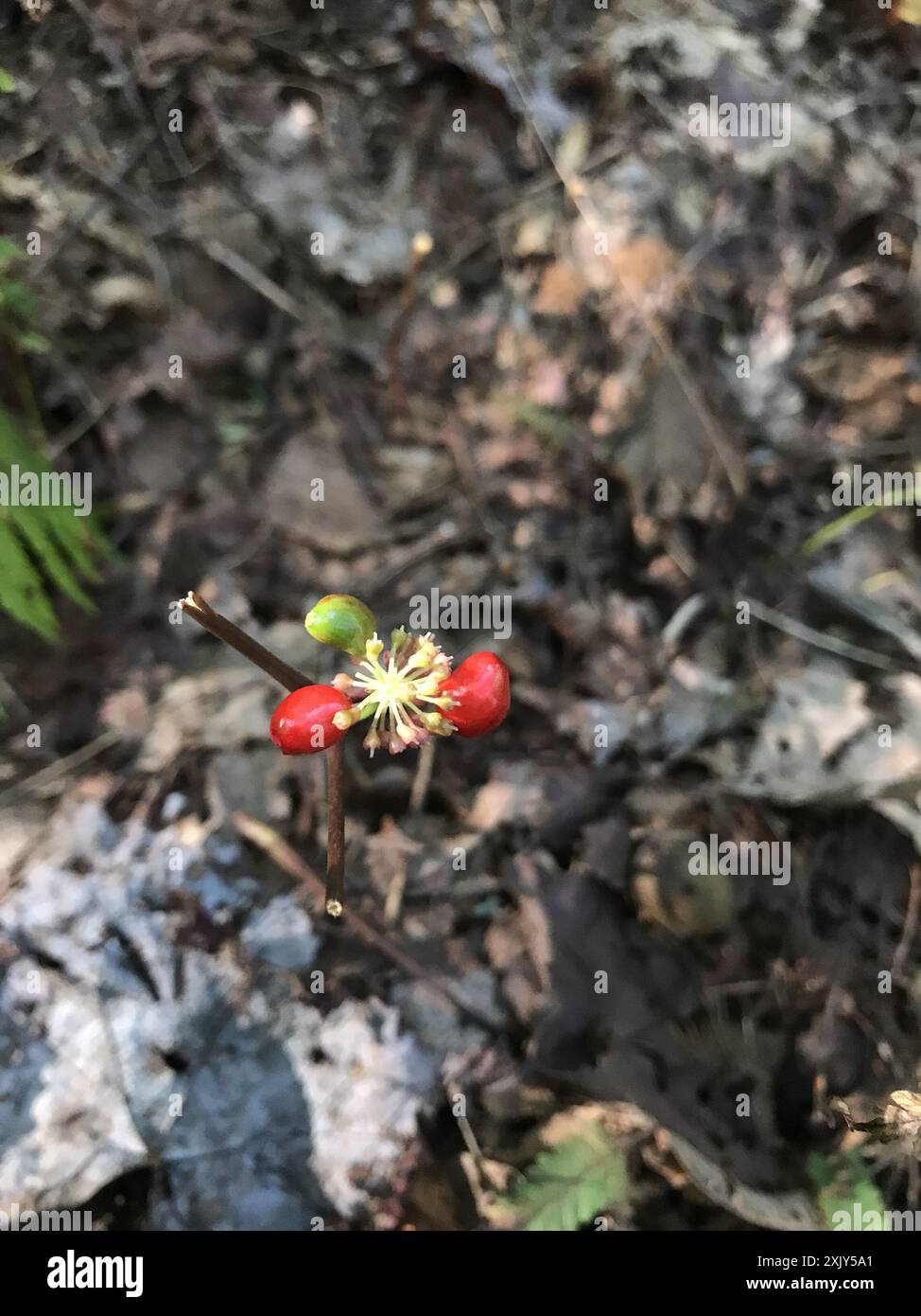 American ginseng (Panax quinquefolius) Plantae Stock Photo - Alamy