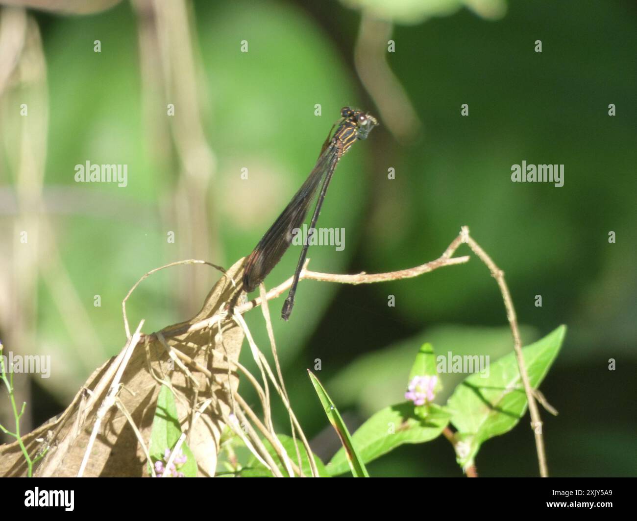 Polythoridae hi-res stock photography and images - Alamy