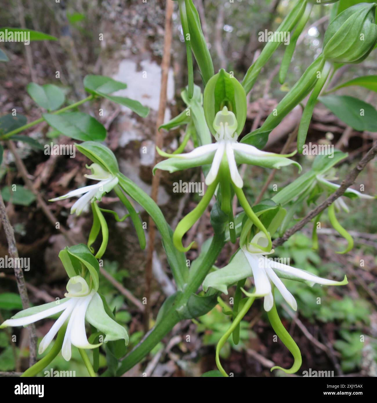 Bonatea speciosa hi-res stock photography and images - Alamy