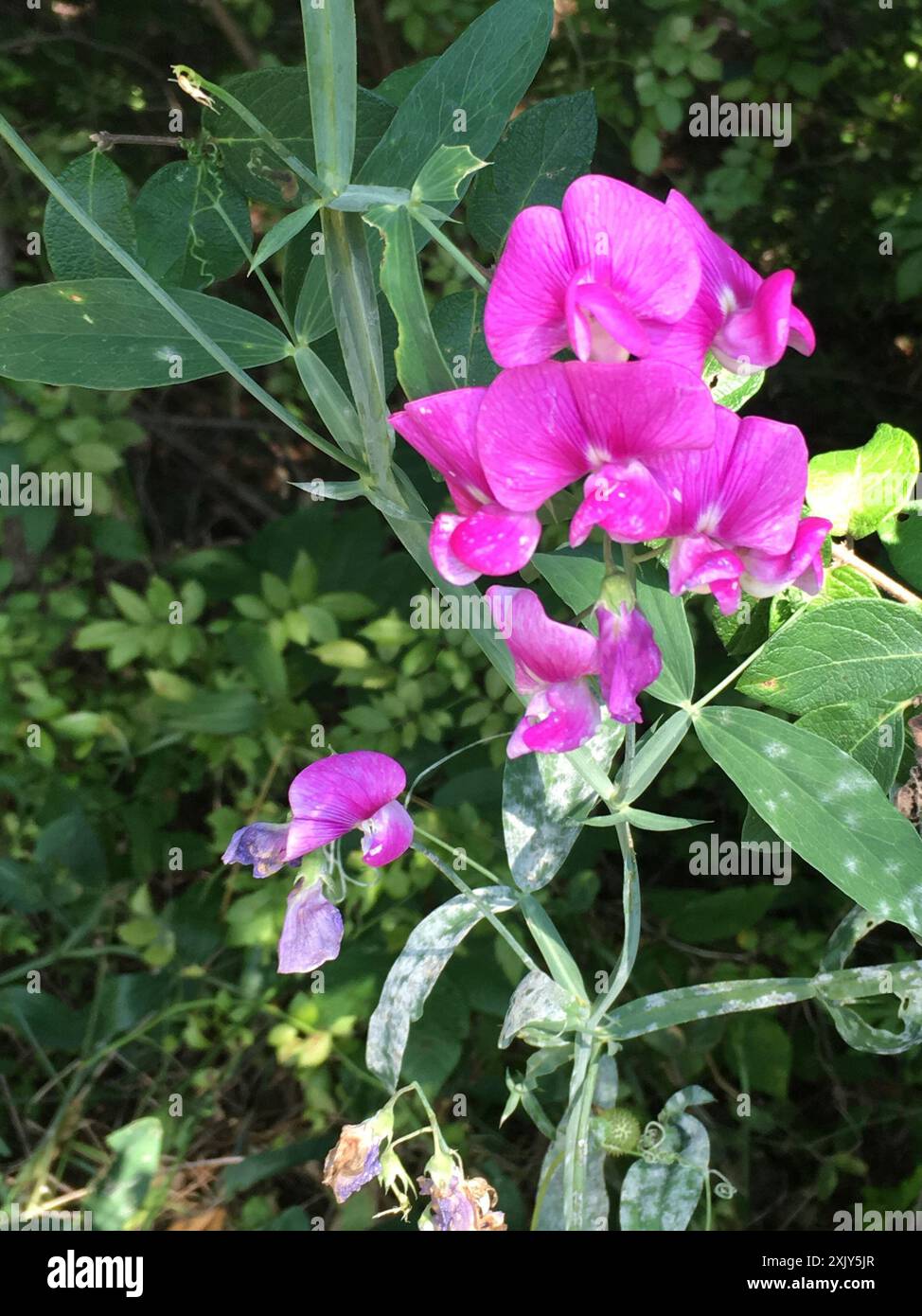 broad-leaved sweet pea (Lathyrus latifolius) Plantae Stock Photo - Alamy