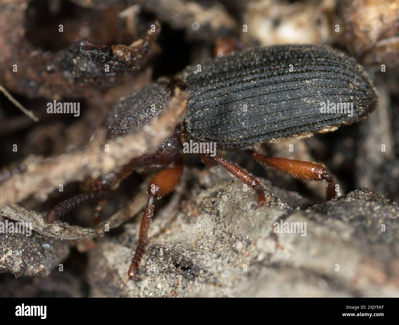 Fig Engraver Beetle (Apsena rufipes) Insecta Stock Photo - Alamy