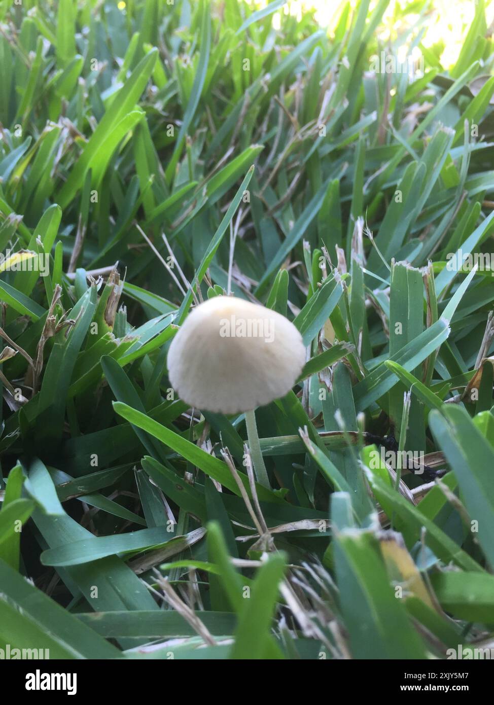 milky conecap (Conocybe apala) Fungi Stock Photo - Alamy