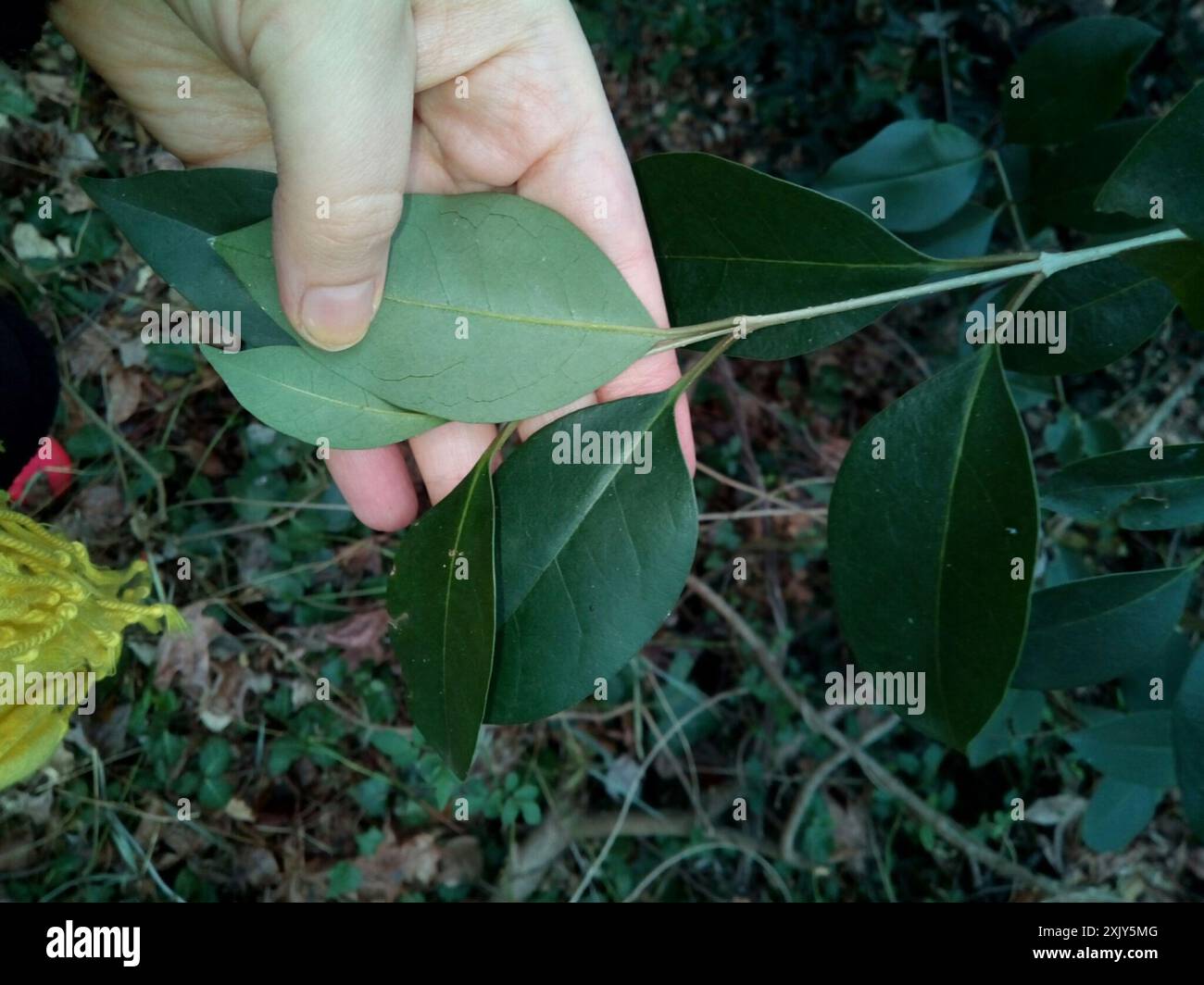 tree privet (Ligustrum lucidum) Plantae Stock Photo - Alamy