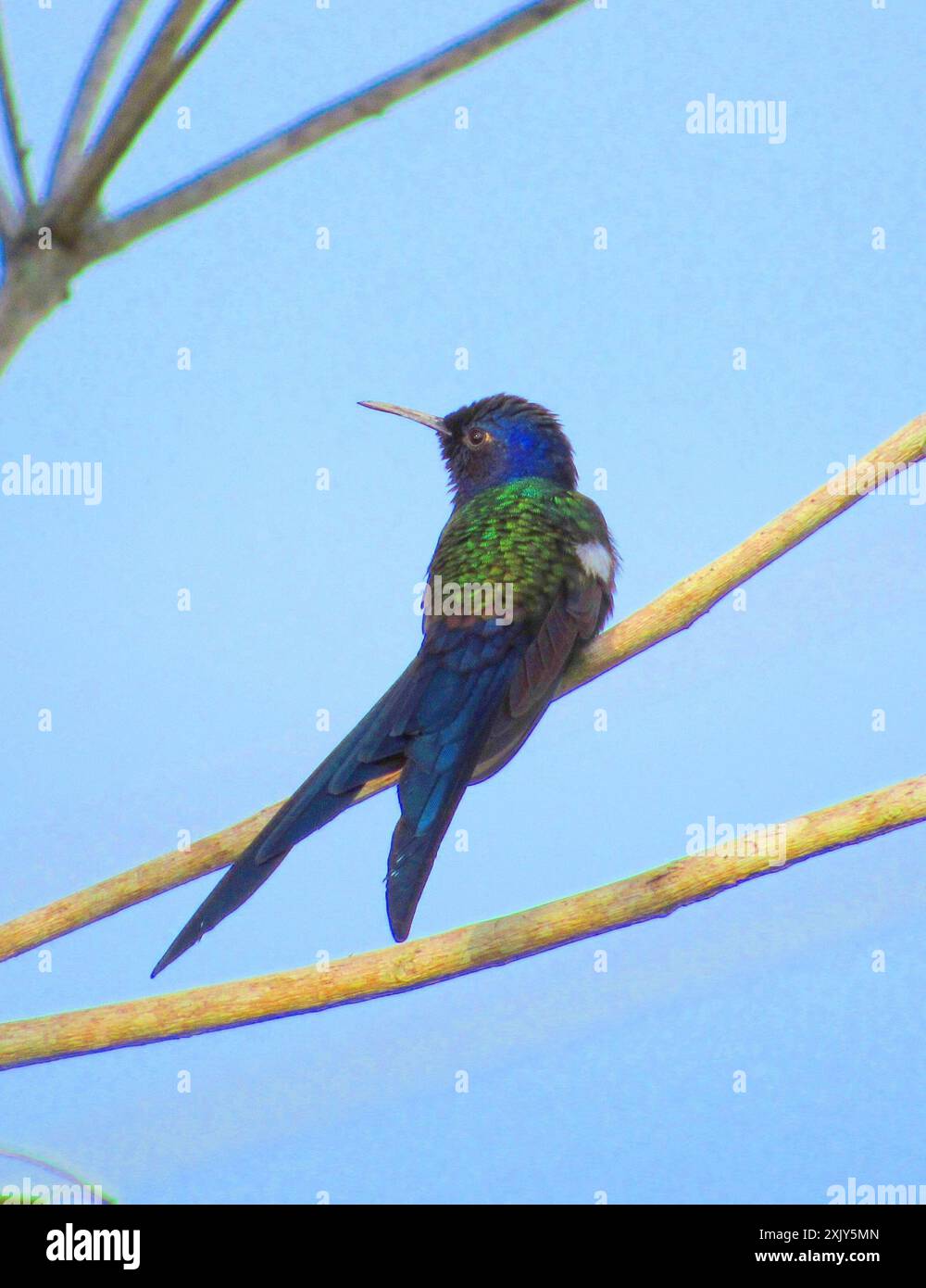 Swallow-tailed Hummingbird (Eupetomena macroura) Aves Stock Photo - Alamy