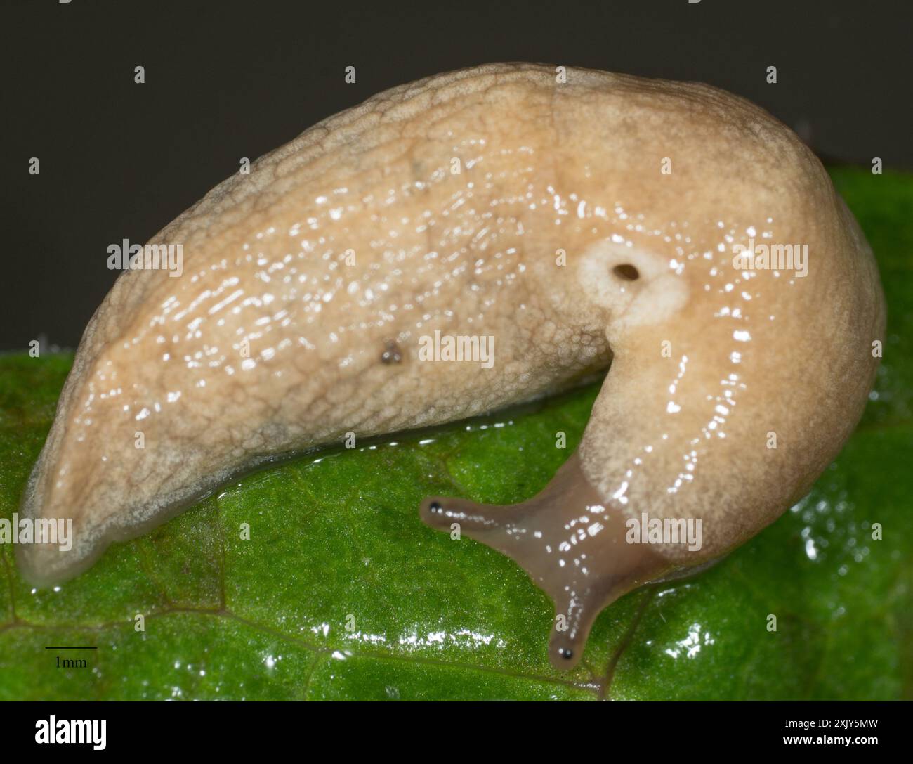 Milky Slug (Deroceras reticulatum) Mollusca Stock Photo - Alamy